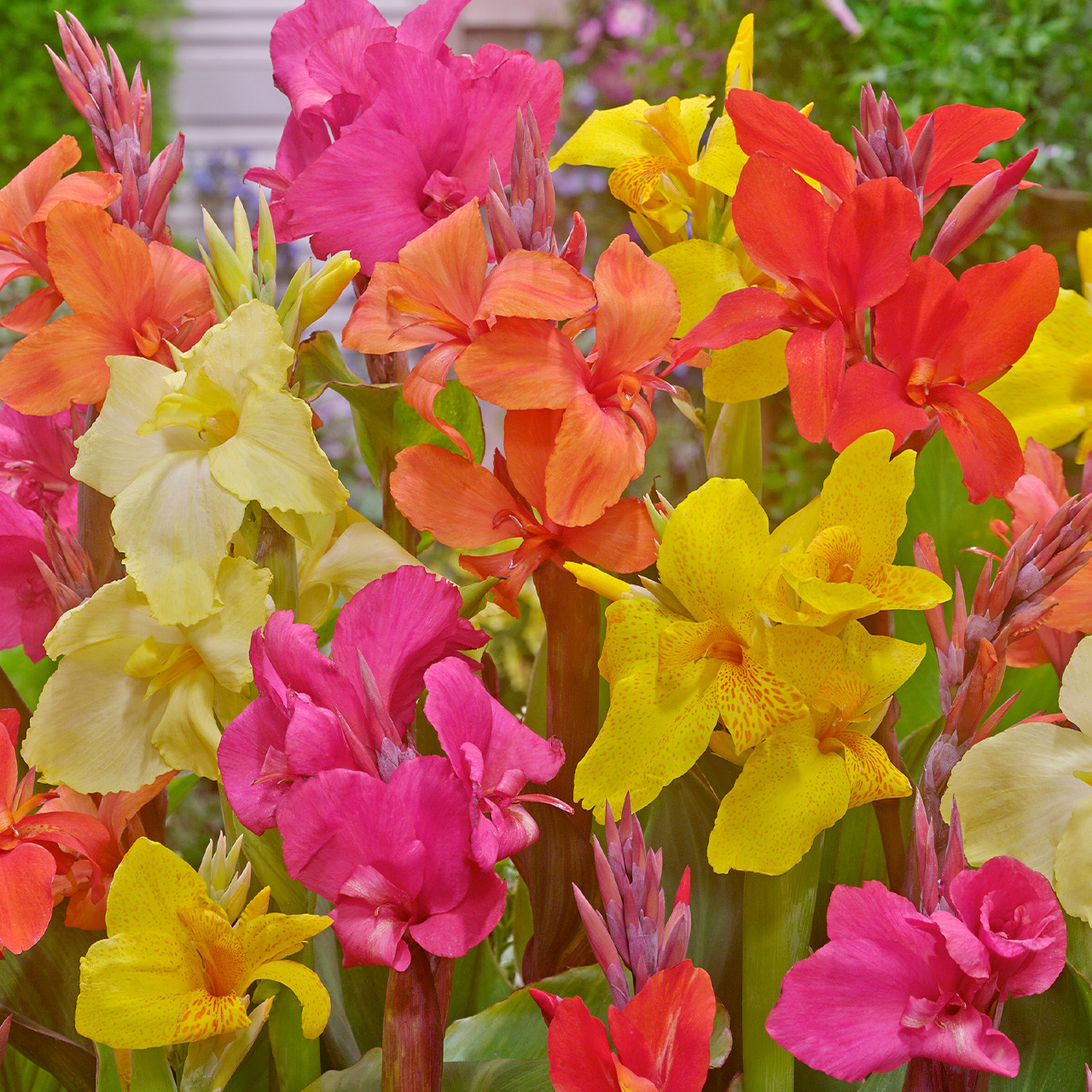 Canna Bulbs | Dutch Bulbs