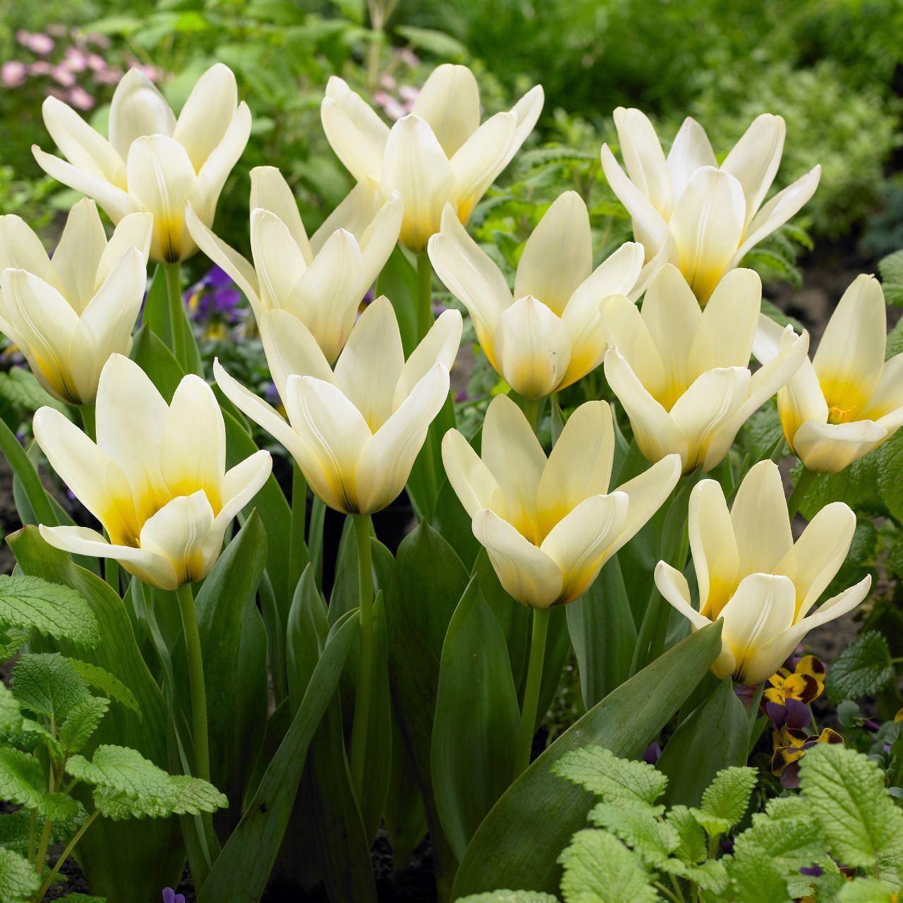 Buy premium quality Tulip Concerto 10/12cm from Dutch Bulbs