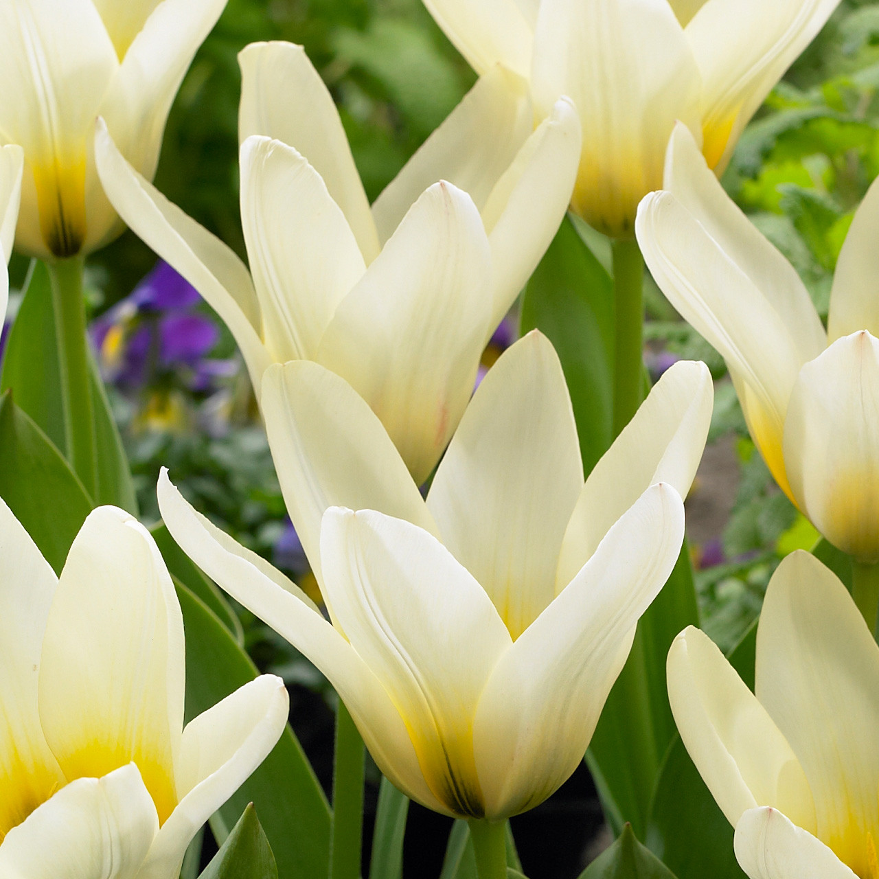 Buy premium quality Tulip Concerto 10/12cm from Dutch Bulbs