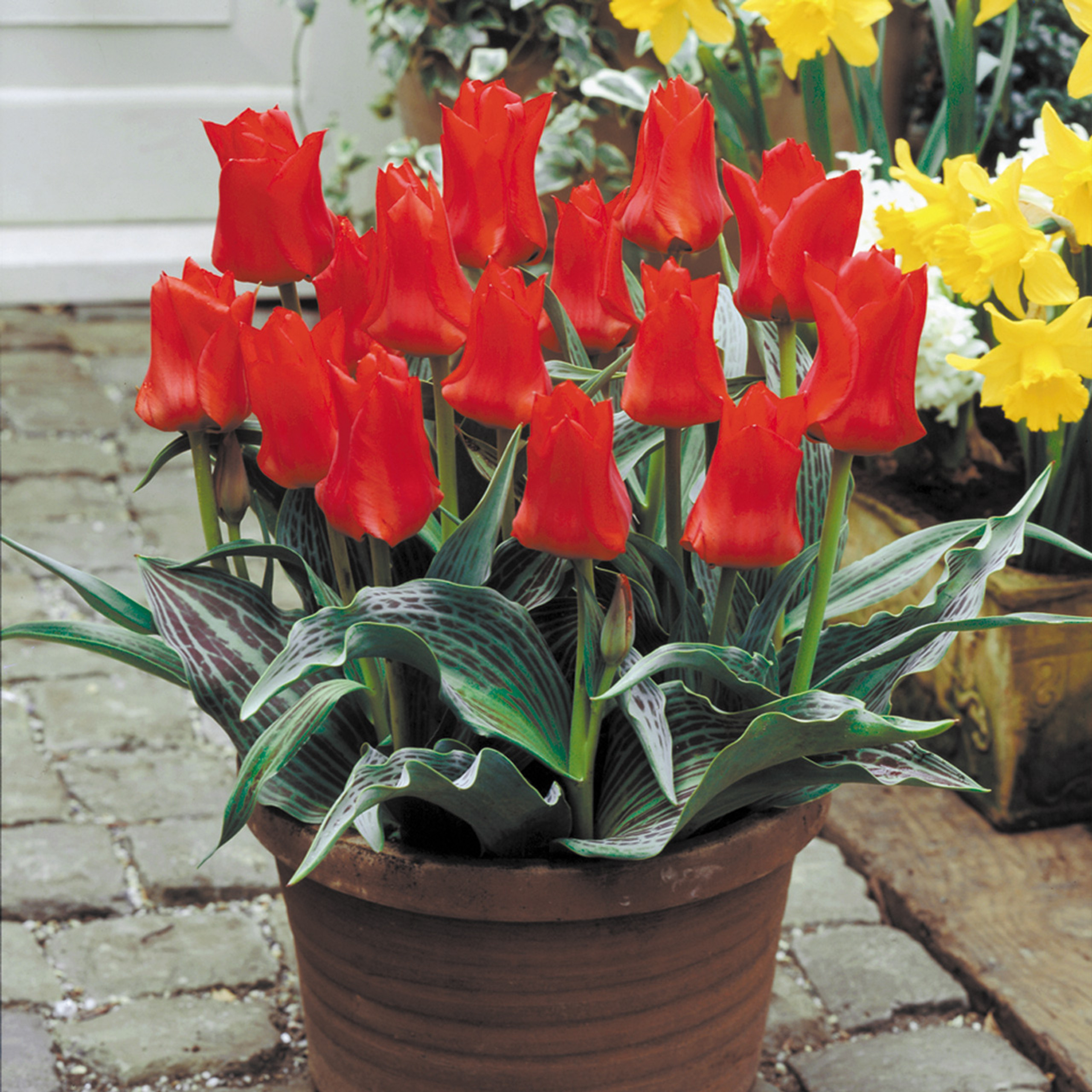 Buy premium quality Tulip Red Riding Hood 10/12cm from Dutch Bulbs