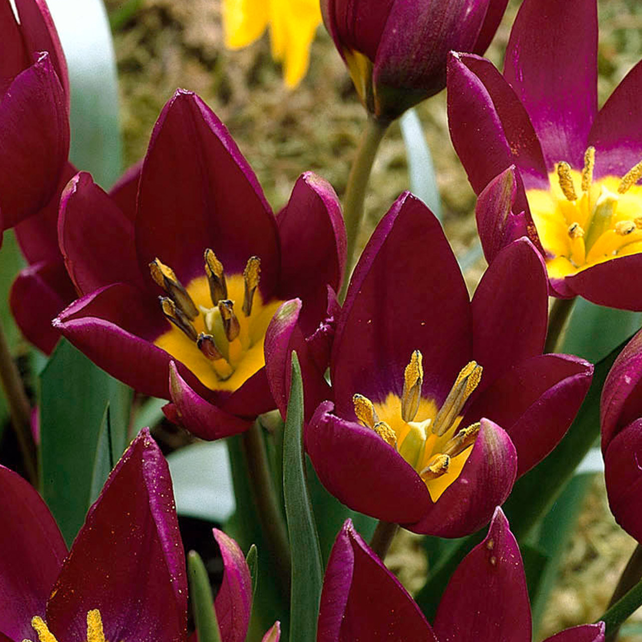 Buy premium quality Tulip Humilis Odalisque 10/12cm from Dutch Bulbs