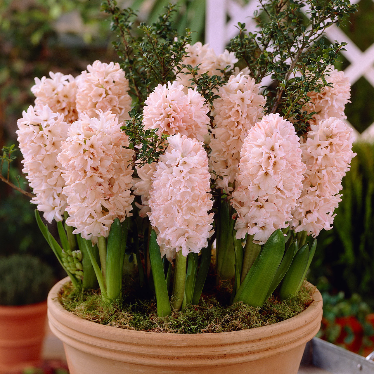 Hyacinth China Pink 16/17 - J Parker Dutch Bulbs (Wholesale) Ltd. (B2B)