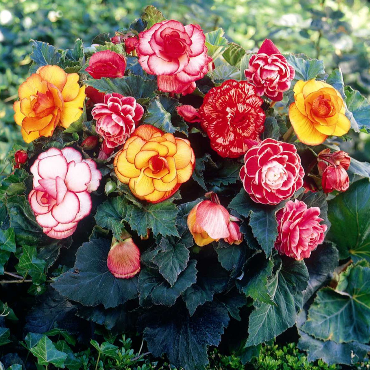 Begonia Picotee Mixed 5cm+ - J Parker Dutch Bulbs (Wholesale) Ltd. (B2B)