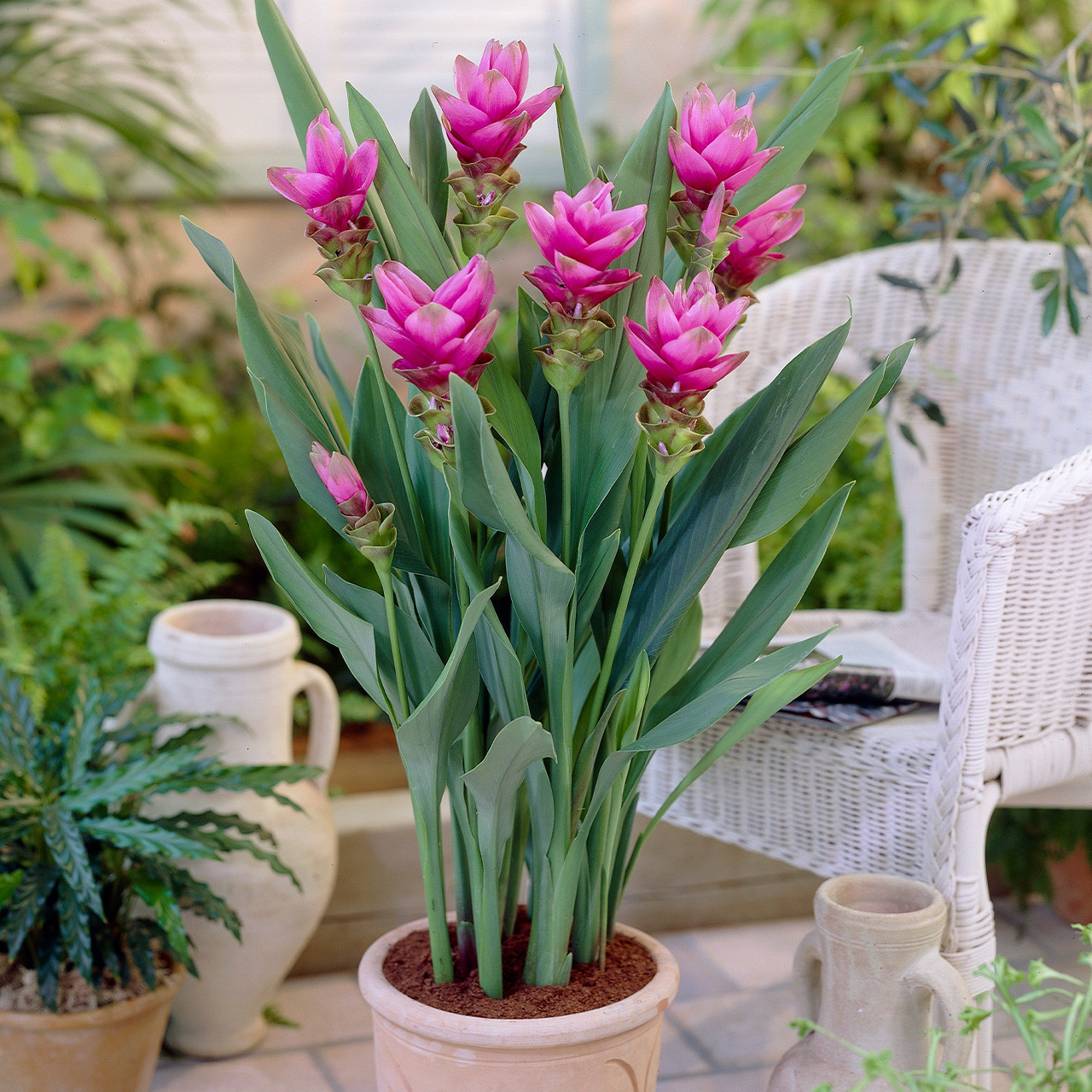 Curcuma alismatifolia Pink - J Parker Dutch Bulbs (Wholesale) Ltd. (B2B)