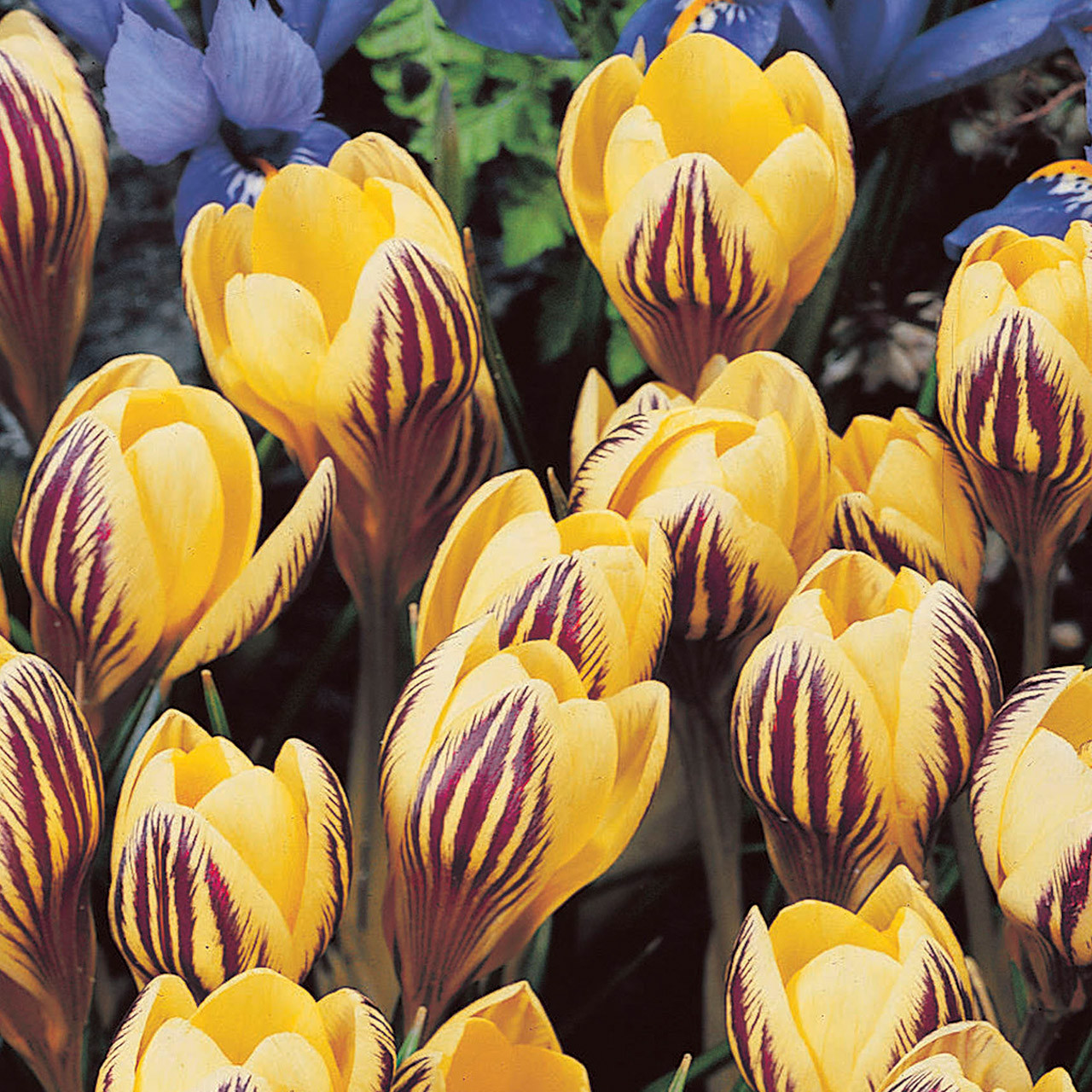 Crocus Gypsy Girl - J Parker Dutch Bulbs (Wholesale) Ltd. (B2B)
