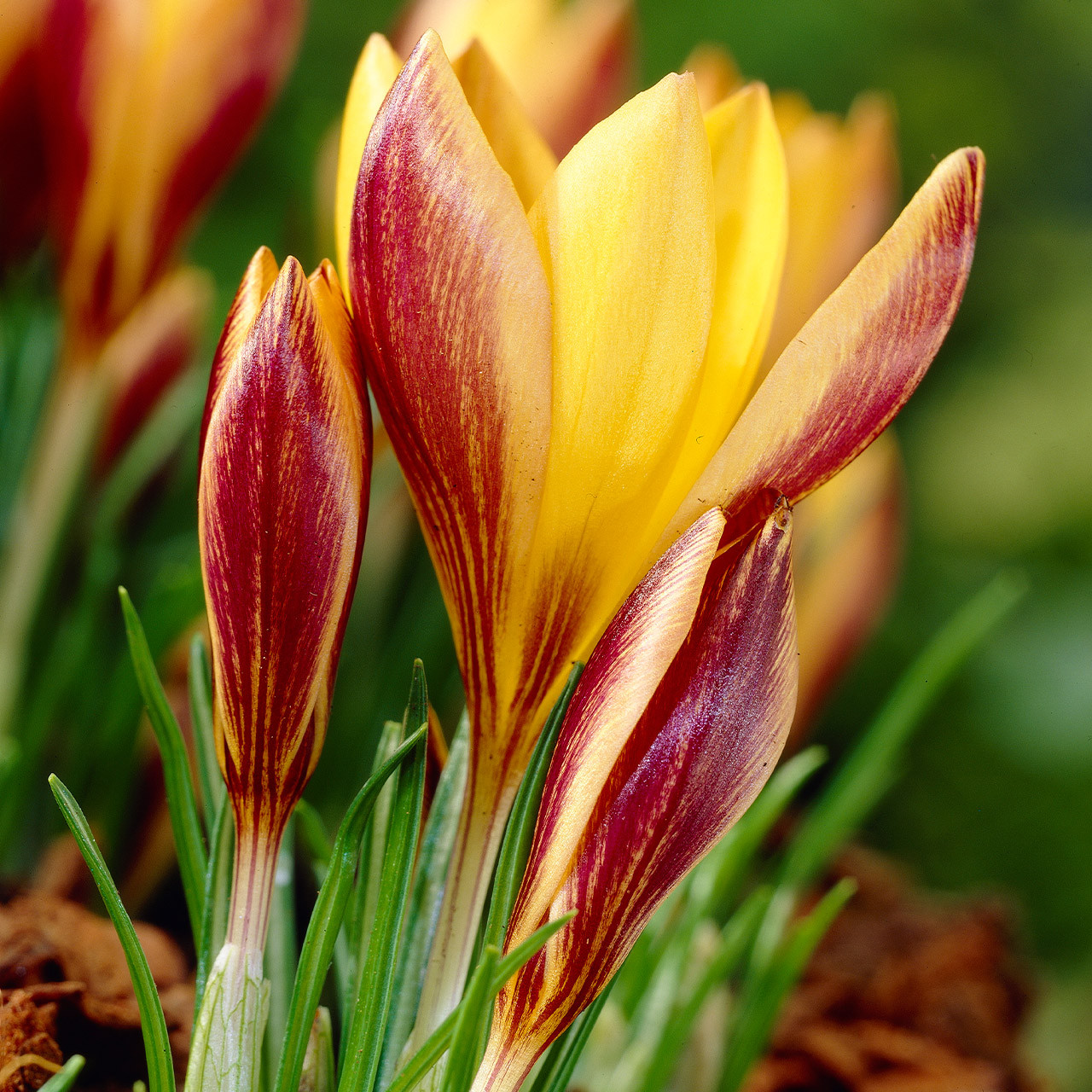 Crocus Angustifolius - J Parker Dutch Bulbs (Wholesale) Ltd. (B2B)
