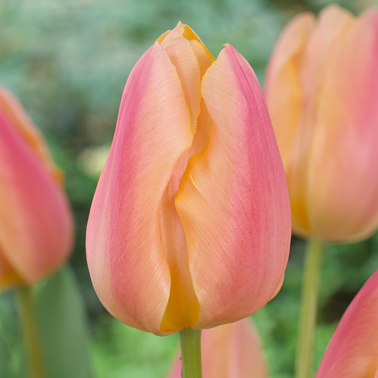 Buy premium quality Tulip Apricot Favourite 10/12cm from Dutch Bulbs