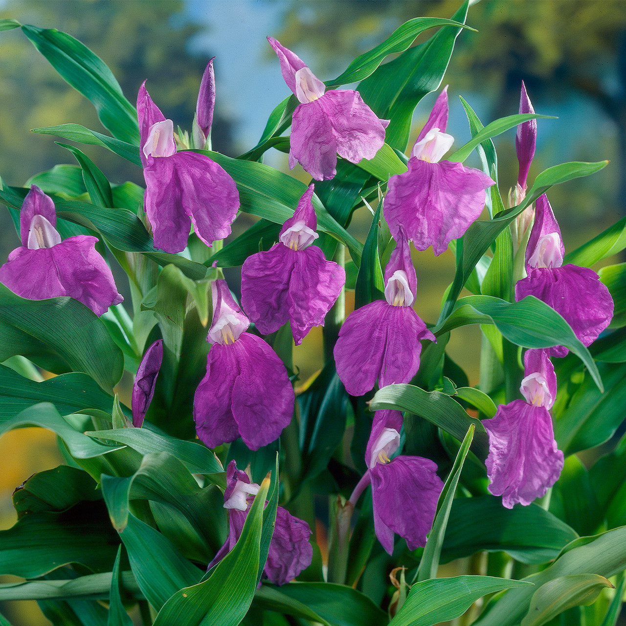Roscoea purpurea - J Parker Dutch Bulbs (Wholesale) Ltd. (B2B)