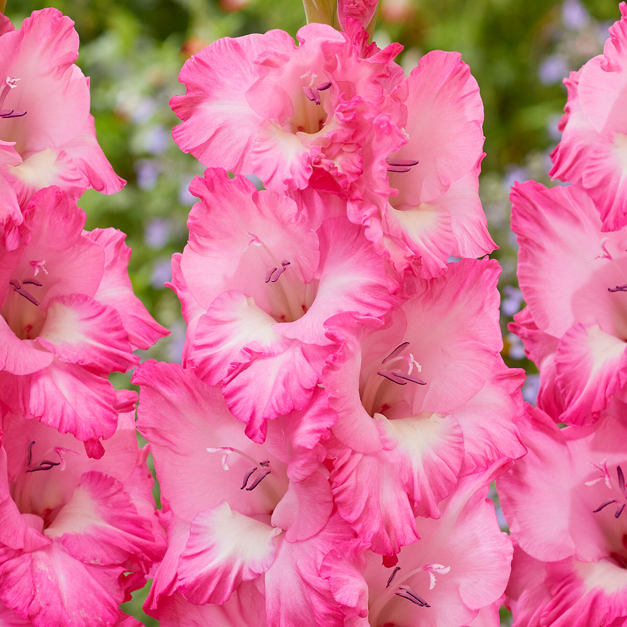 Shop Gladiolus Violet King | J. Parker's Wholesale