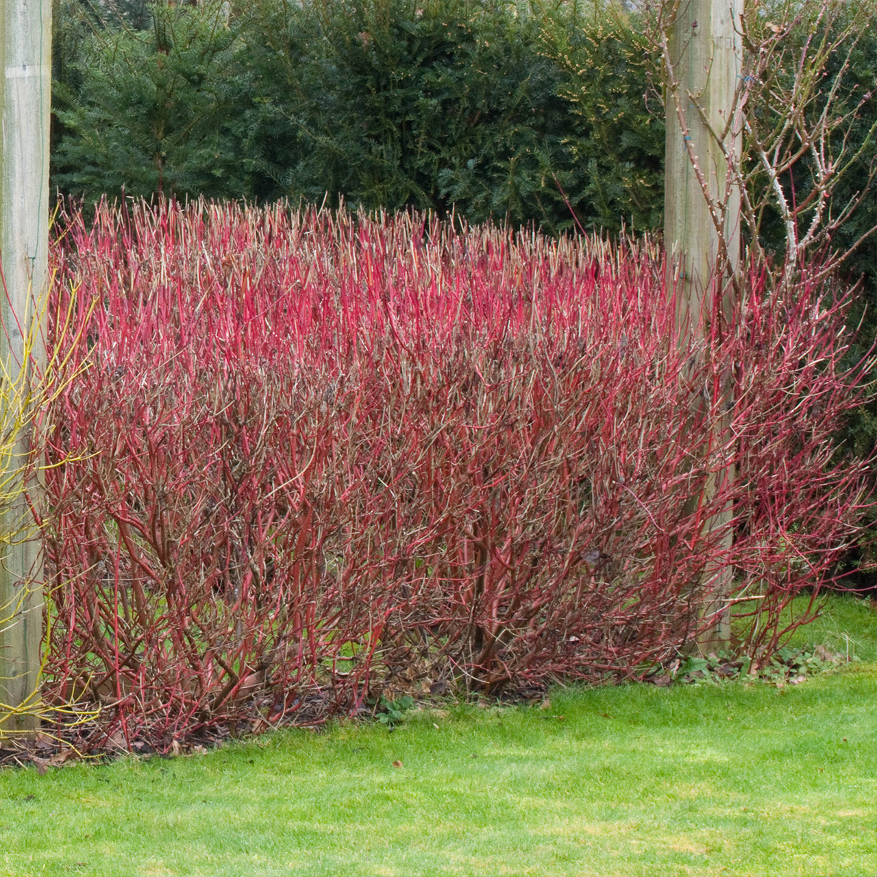 Cornus Alba Sibirica | Parkers Wholesale