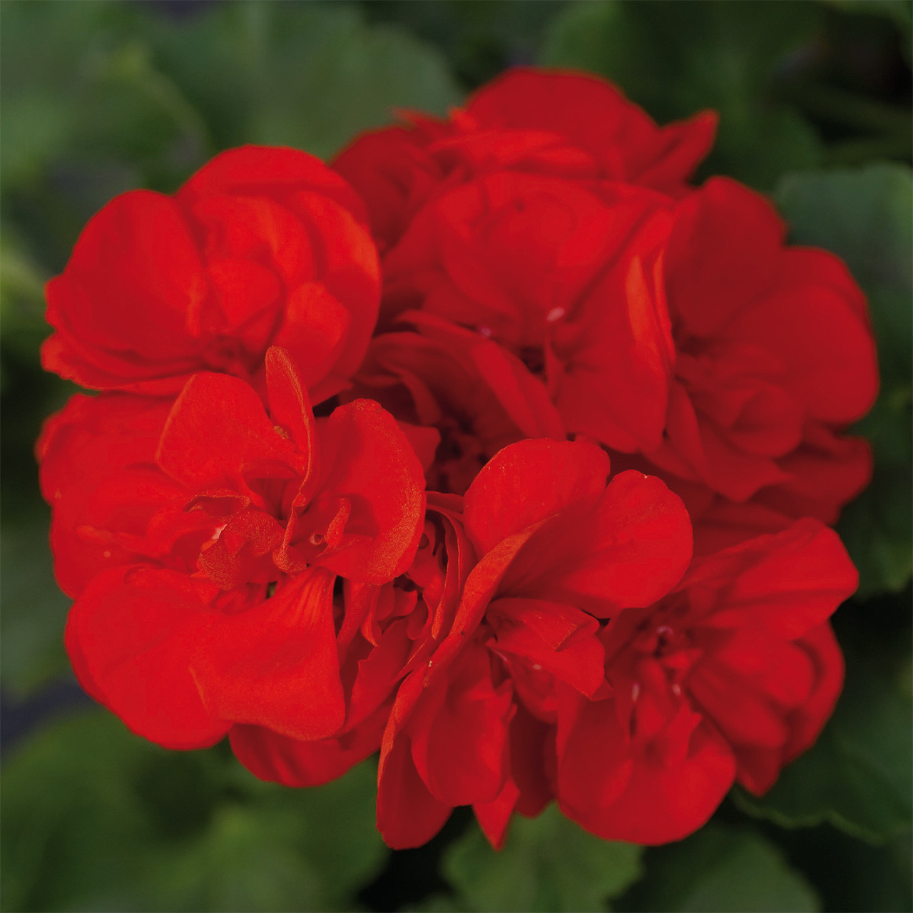 Geranium Zonal Red - J Parker Dutch Bulbs (Wholesale) Ltd. (B2B)