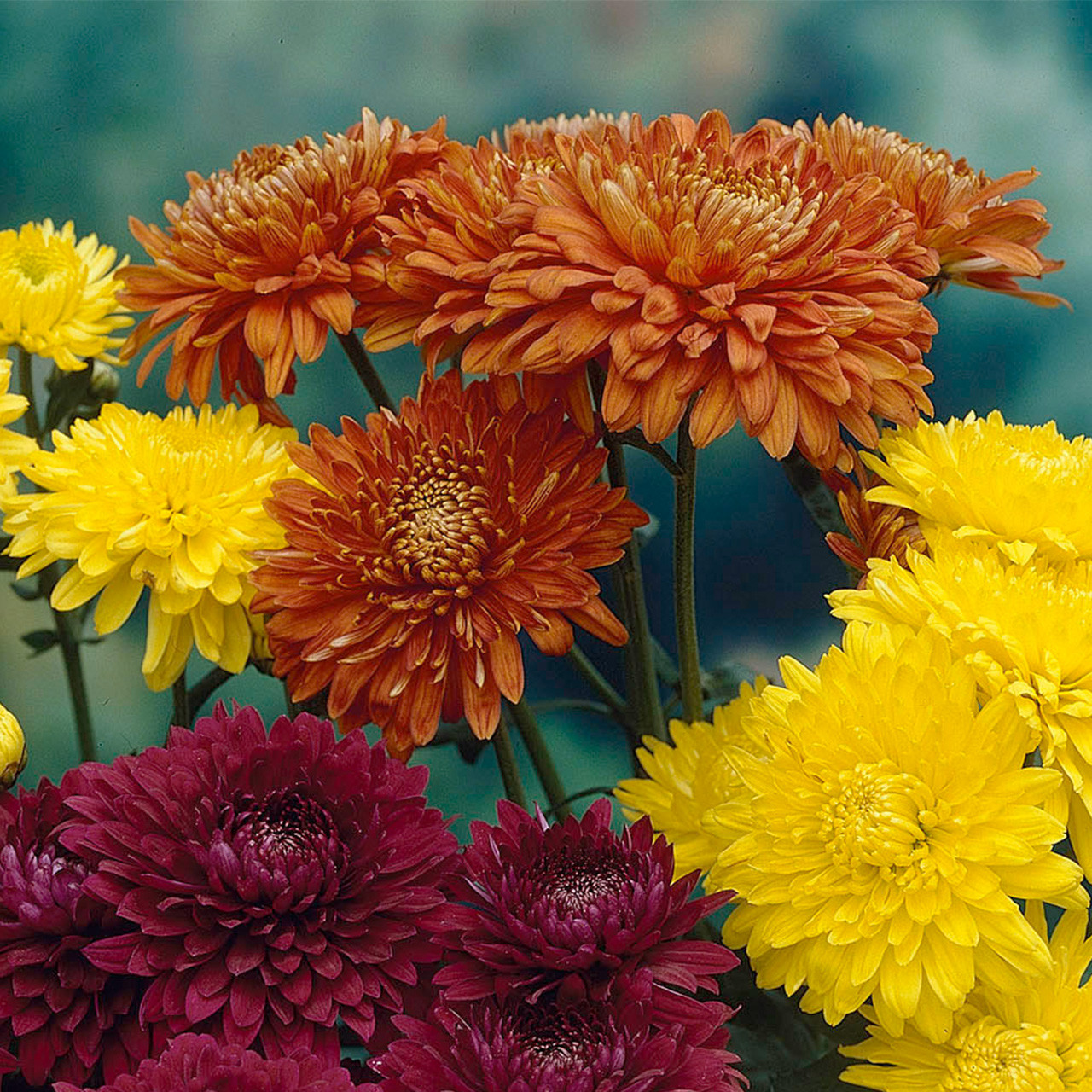 Spray Chrysanthemum Orange - J Parker Dutch Bulbs (Wholesale) Ltd. (B2B)