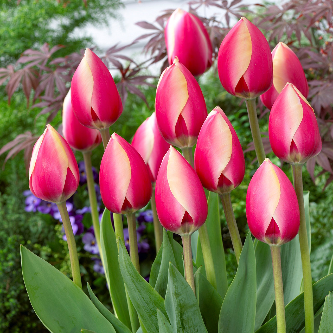 Buy premium quality Tulip 'Russian Princess' 10/12cm from Dutch Bulbs
