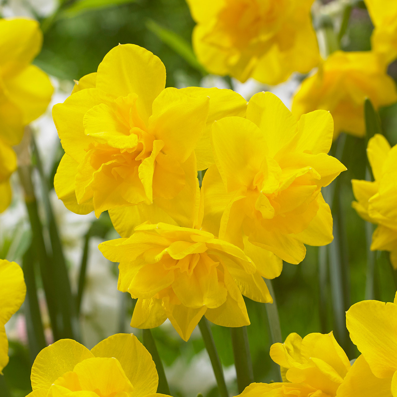 Buy premium-quality Narcissus 'Golden Delicious' from Dutch Bulbs