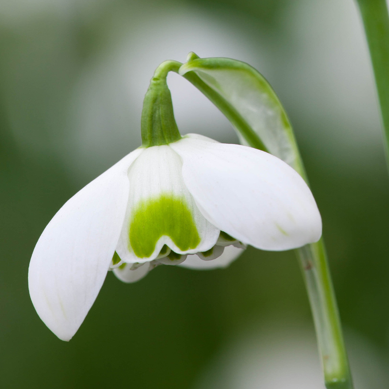 Buy premium-quality Galanthus 'Hippolyta' from Dutch Bulbs