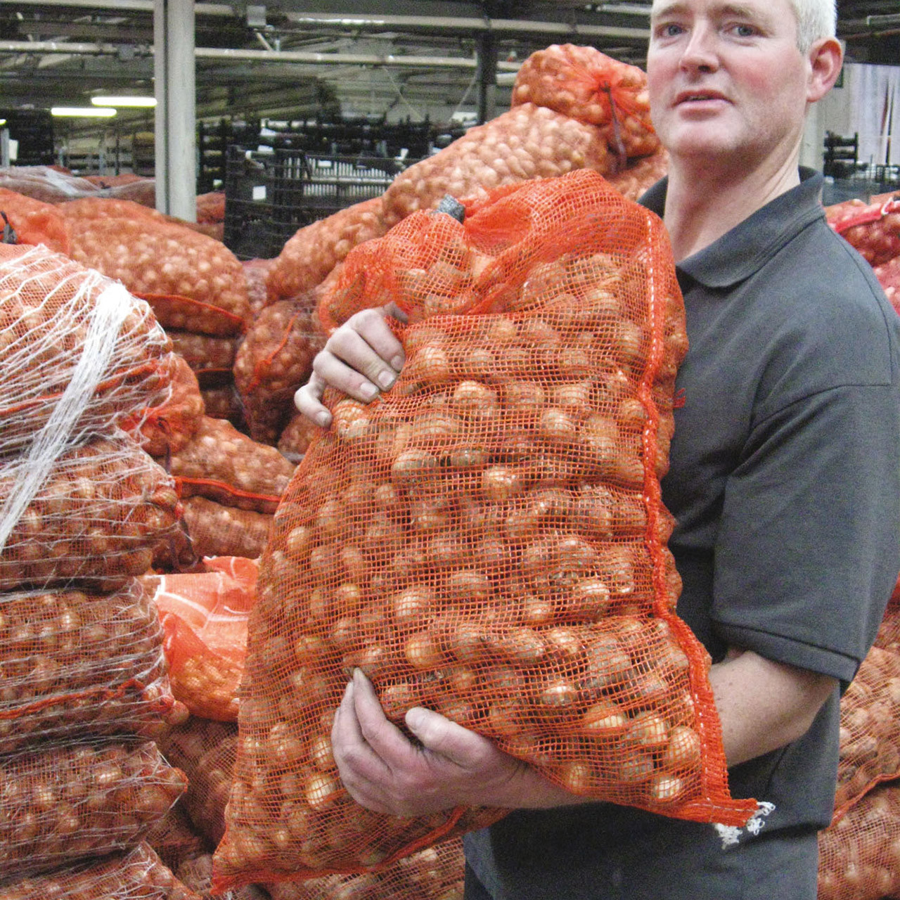 Buy premium-quality Narcissus 'Tamara' 25kg from Dutch Bulbs