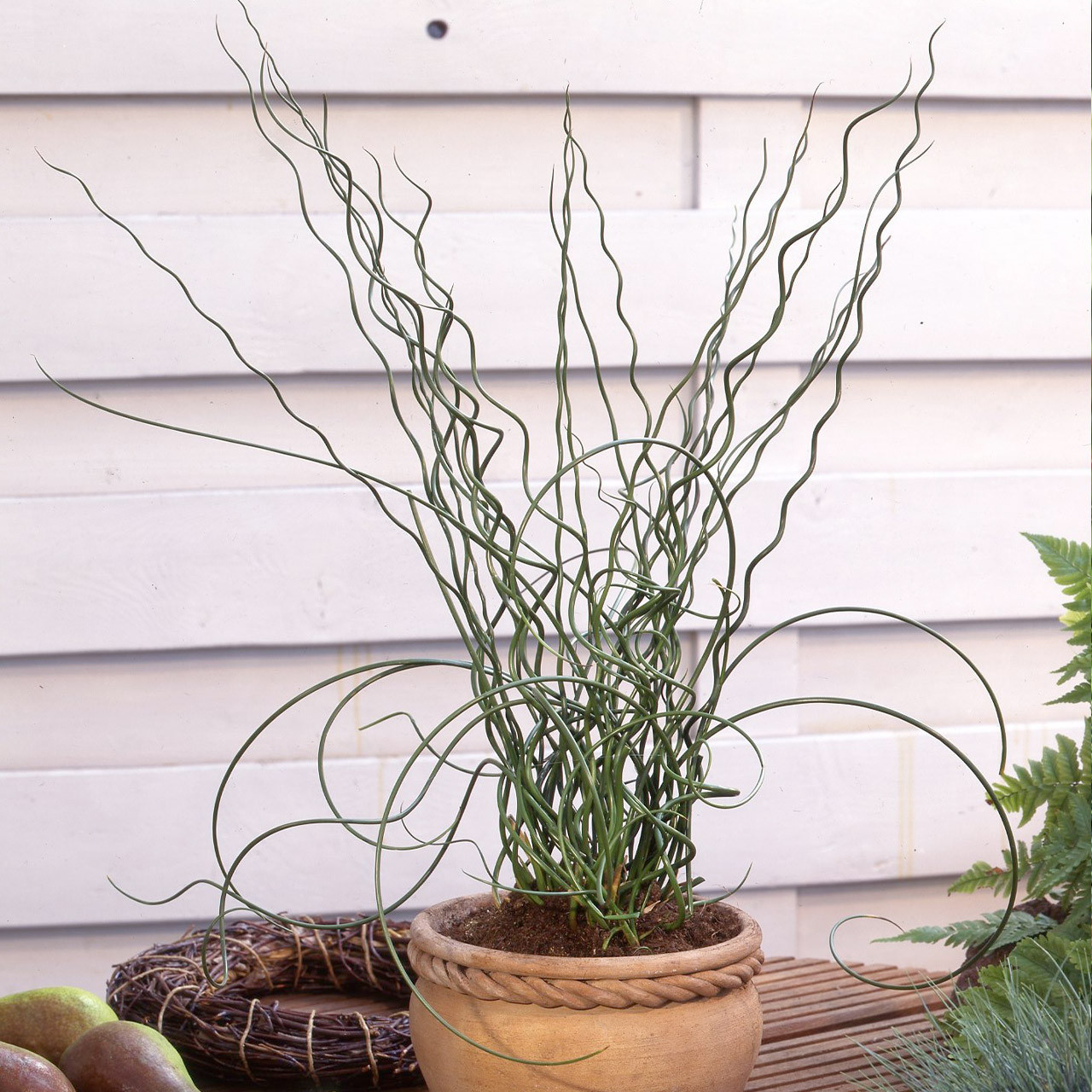 Buy premium-quality Juncus Spiralis from Dutch Bulbs
