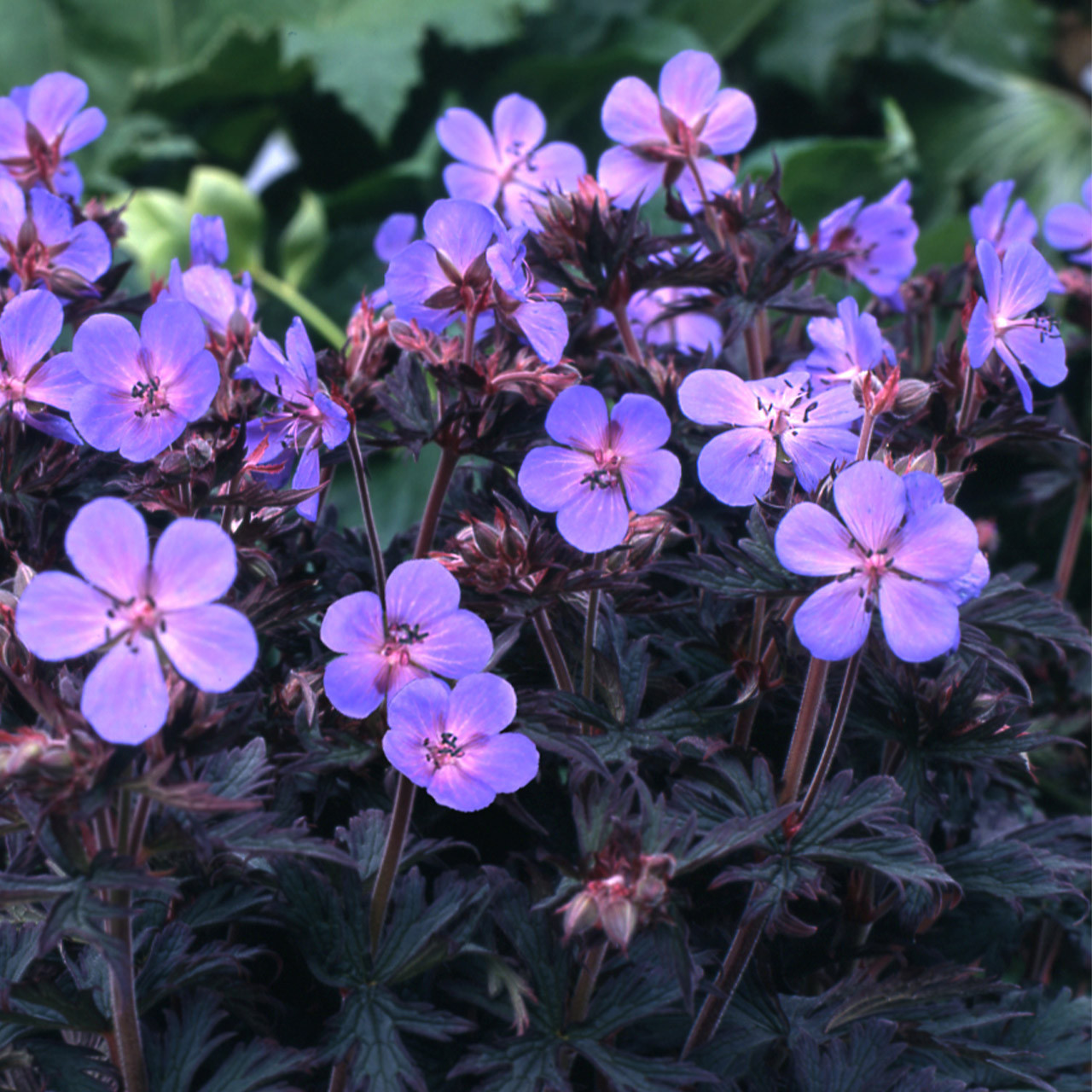 Buy premium-quality Geranium pratense 'Black Beauty' from Dutch Bulbs
