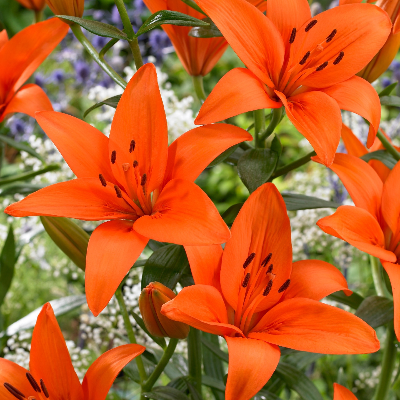 Lily Orange Ton - J Parker Dutch Bulbs