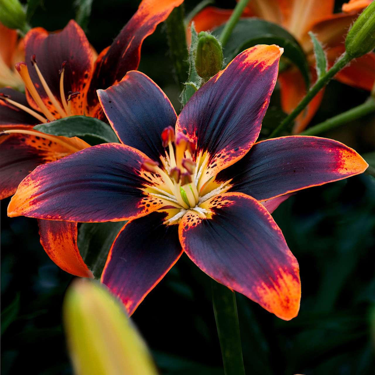 Lilium Forever Susan | Parkers Wholesale