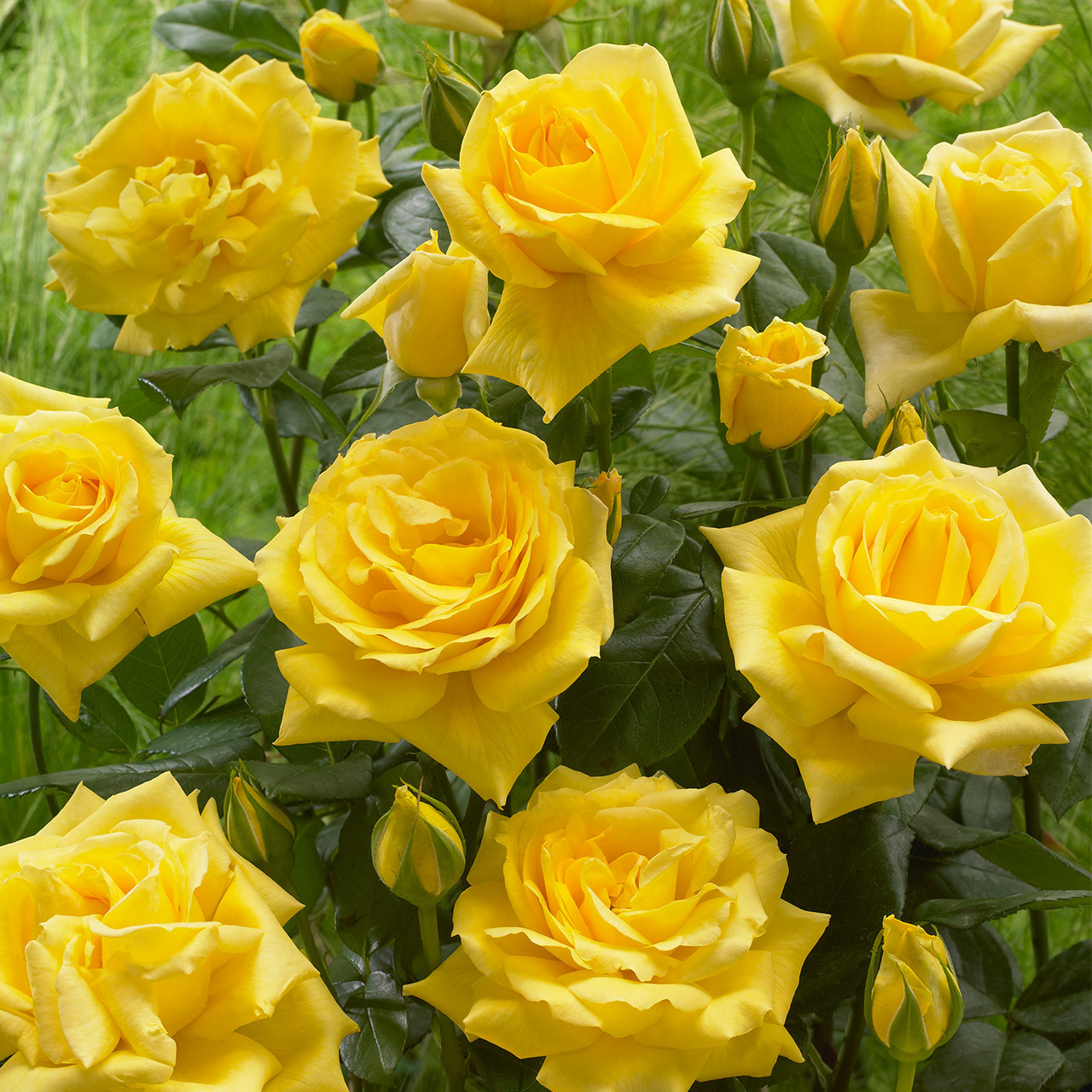Shop All Roses | Dutch Bulbs