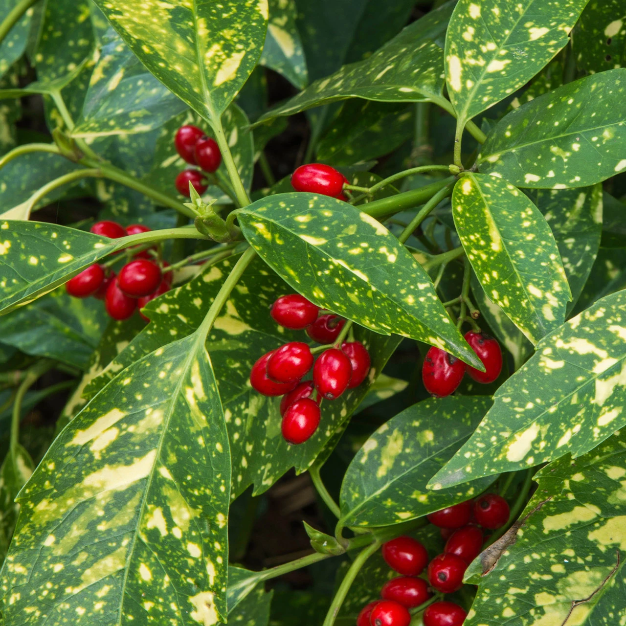 Buy premium-quality Aucuba japonica 'Crotonifolia' from Dutch Bulbs