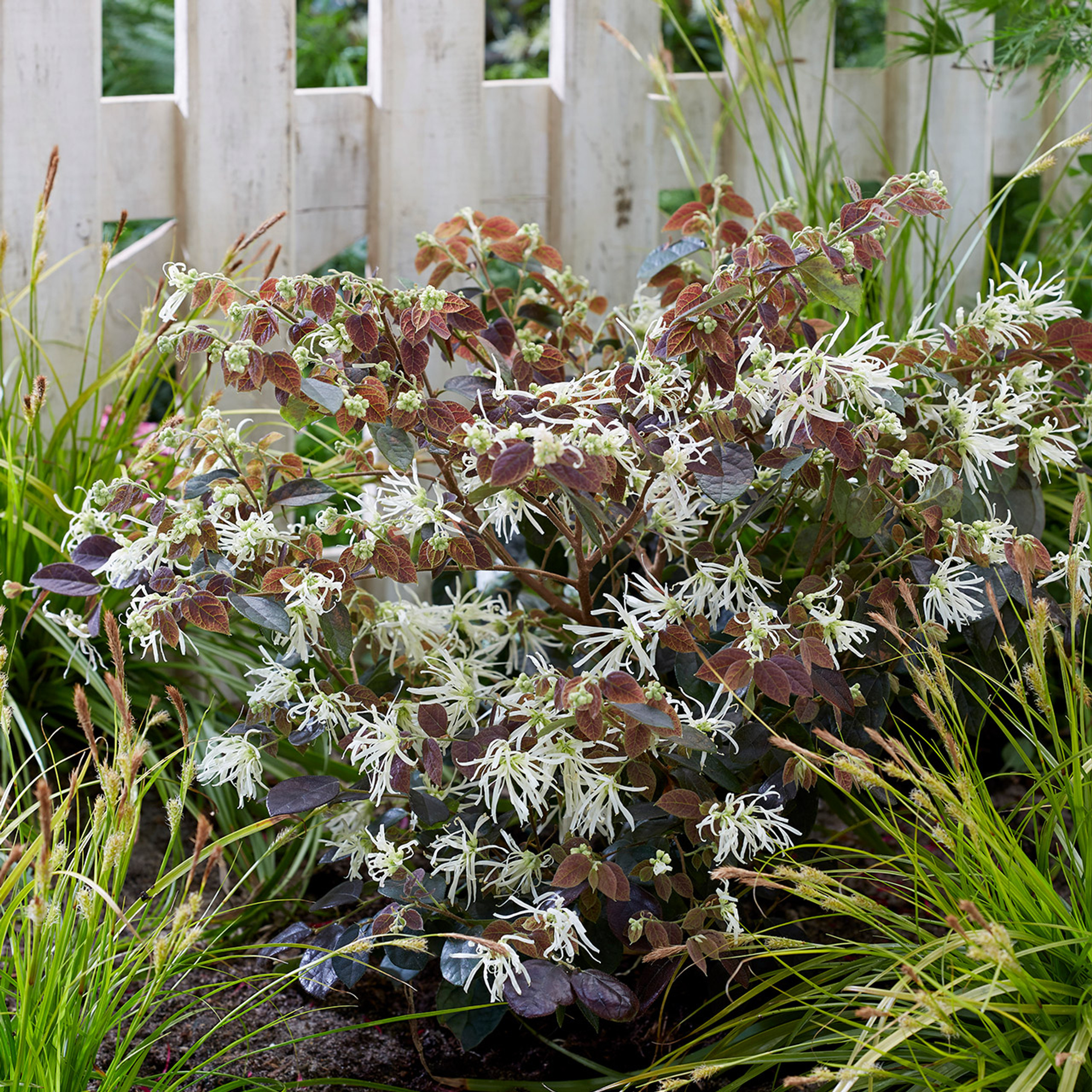 Buy premium-quality Loropetalum chinense 'Ruby Snow' from Dutch Bulbs