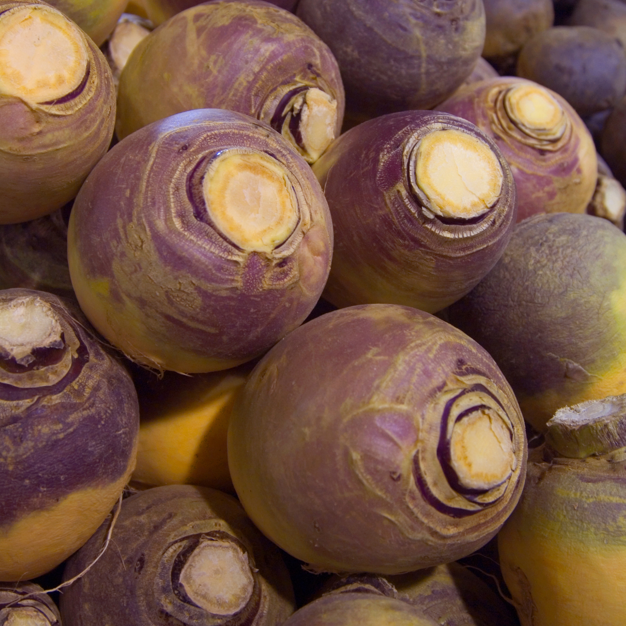 Shop top quality Swede Best of all seeds from Dutch Bulbs