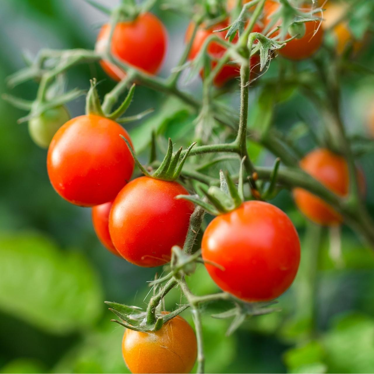 Shop top quality Tomato Cherry Lizzano seeds from Dutch Bulbs