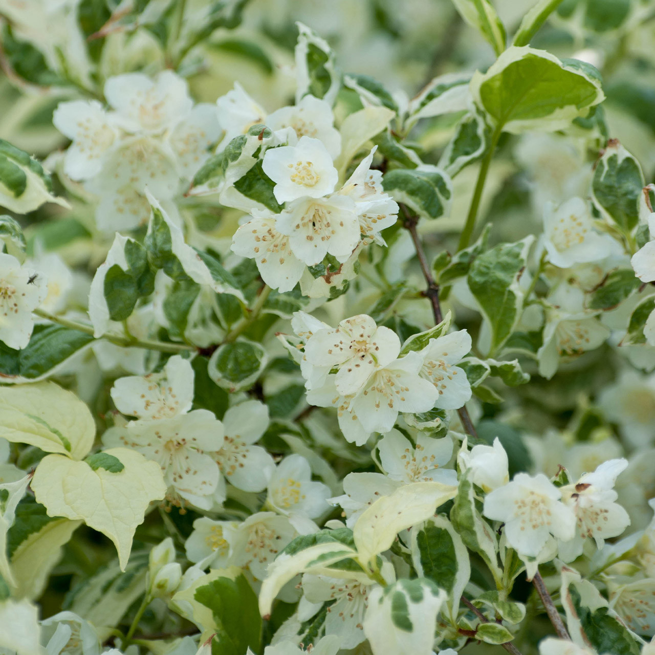 Buy premium-quality Philadelphus coronarius Variegatus from Dutch Bulbs