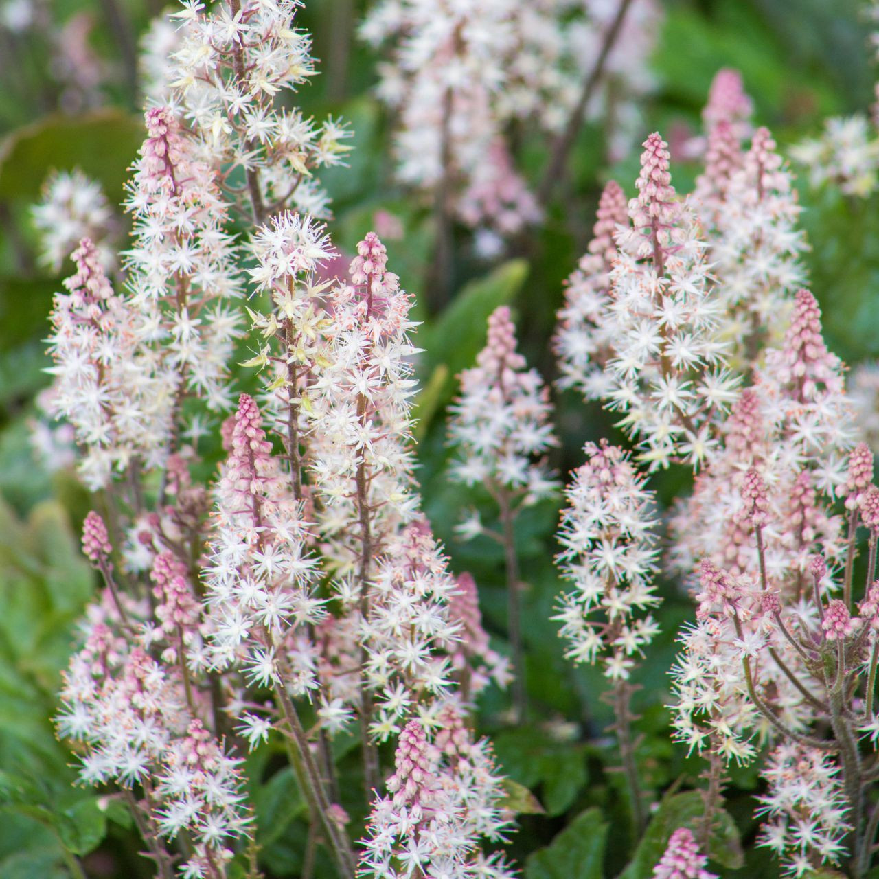Buy premium-quality Tiarella cordifolia from Dutch Bulbs