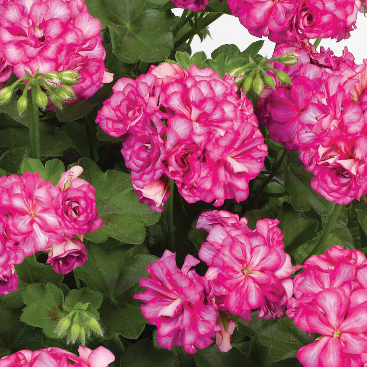 Buy premium quality Geranium Double Ivy Leaf Mexica Nealit from Dutch Bulbs