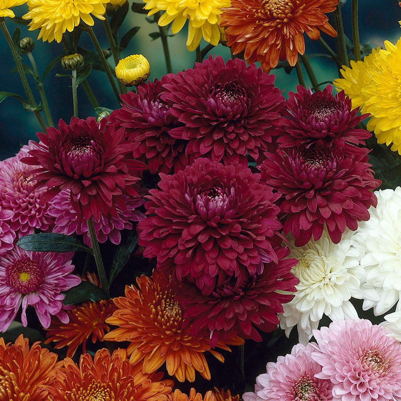 Buy premium quality Spray Chrysanthemum Red from Dutch Bulbs