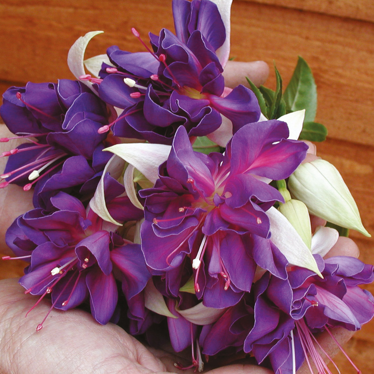 Buy premium-quality Fuchsia Deep Purple from Dutch Bulbs