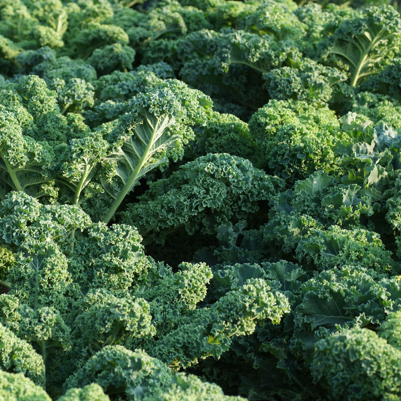 Buy premium-quality Kale Borecole Vates Blue Curled from Dutch Bulbs