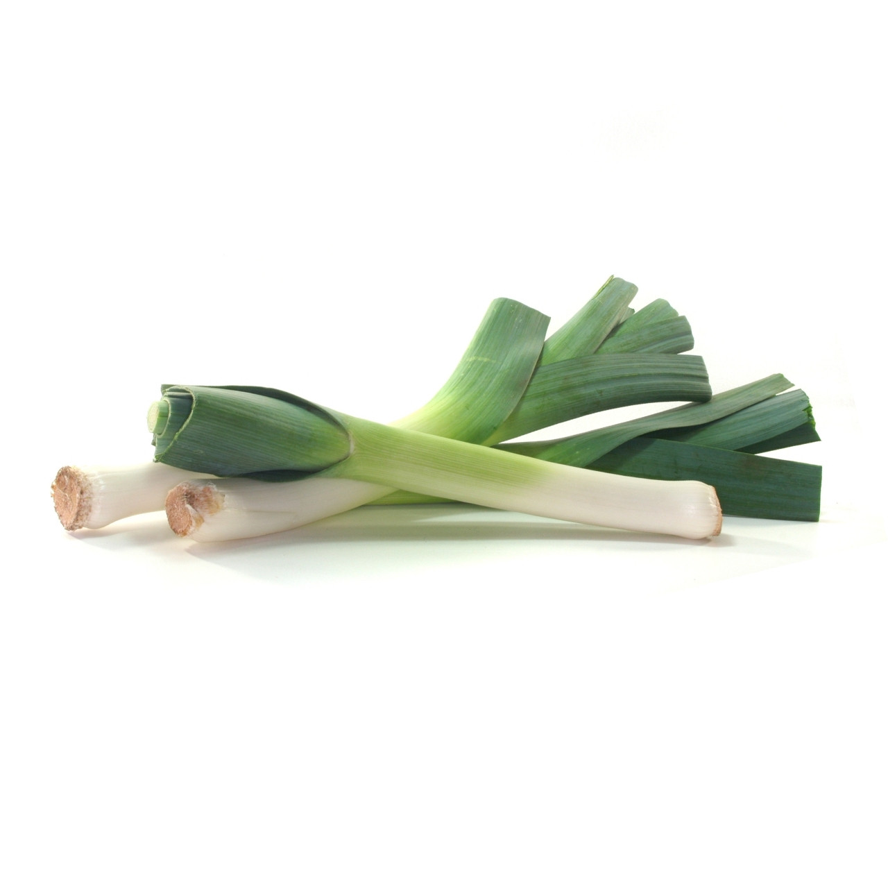 Buy premium-quality Italian Leek Carentan 2 from Dutch Bulbs