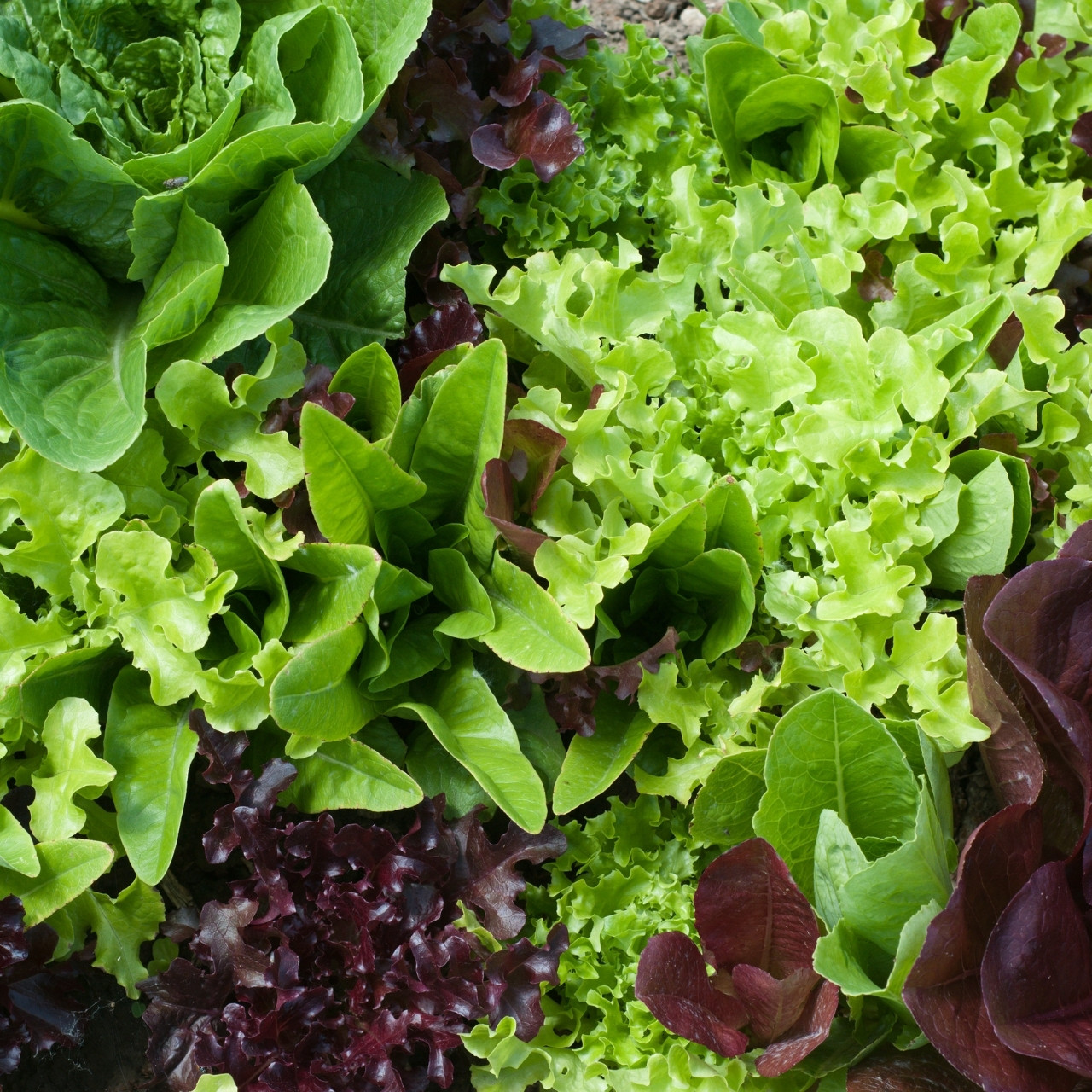 Buy premium-quality Lettuce Gourmet Looseleaf Cutting Mix from Dutch Bulbs