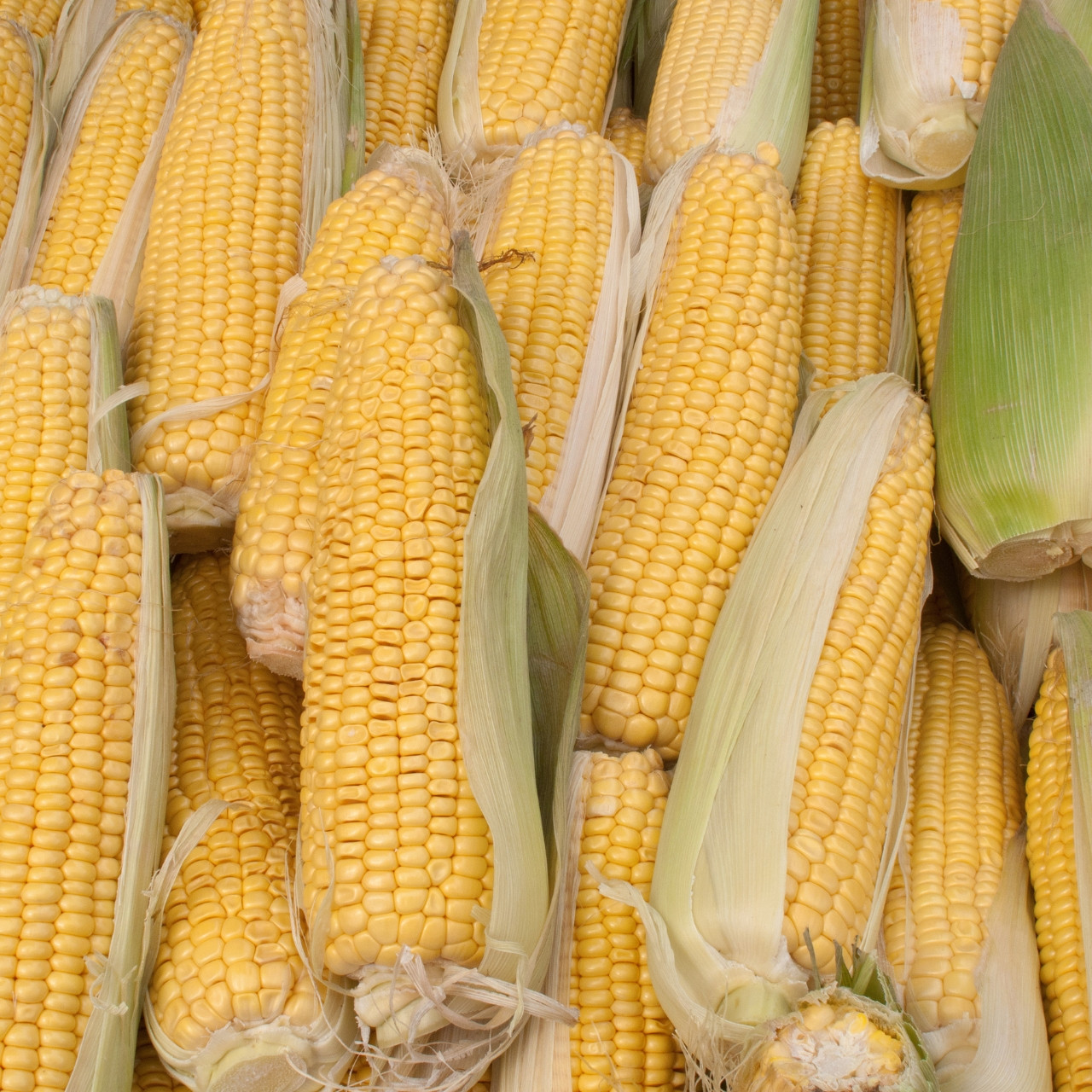 Buy premium-quality Sweet Corn Sweetcorn F1 Rising Sun from Dutch Bulbs