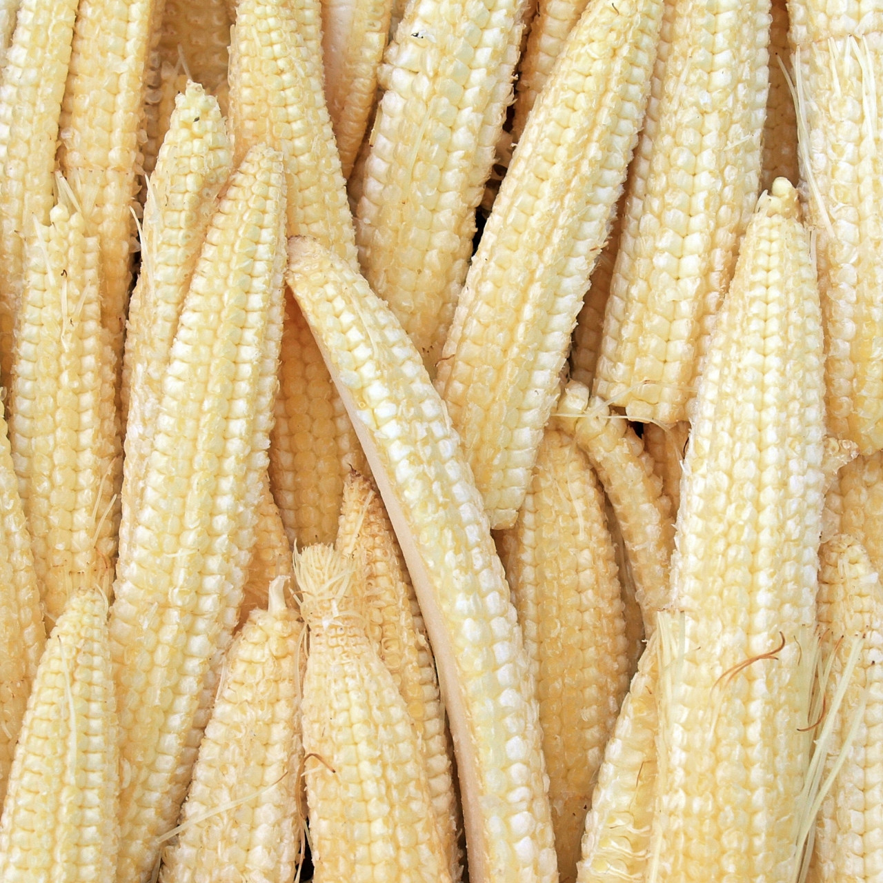 Buy premium-quality Miniature Sweet Corn Sweetcorn Minipop F1 from ...