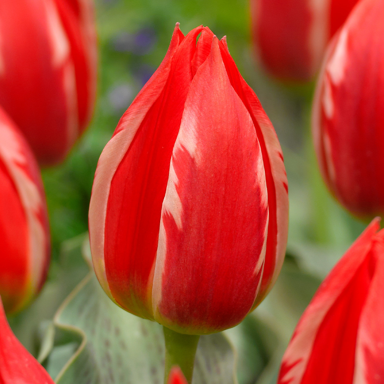 Buy premium-quality Friendly Fire from Dutch Bulbs
