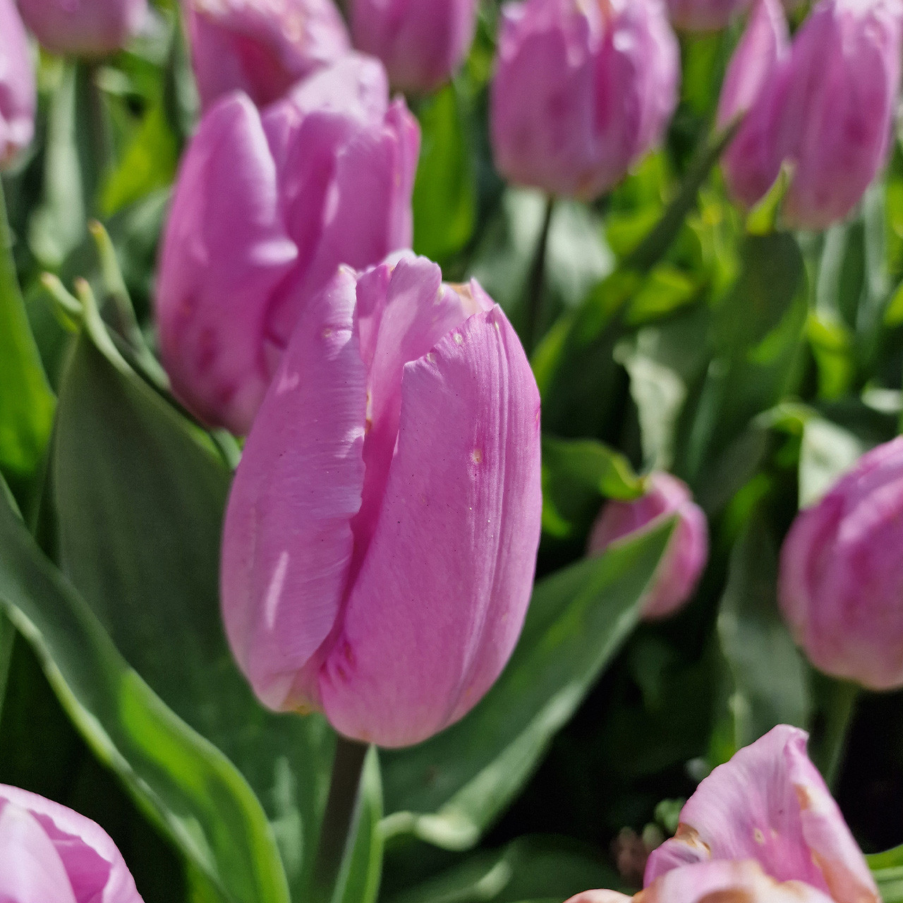 Buy premium-quality Candy Prince from Dutch Bulbs