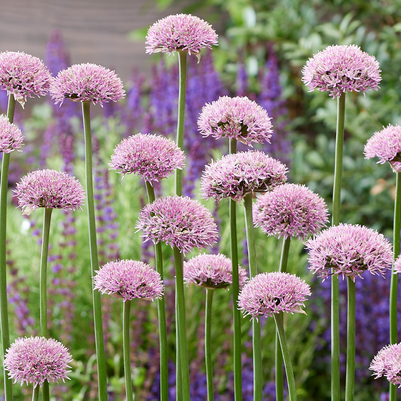 Buy premium-quality New York from Dutch Bulbs