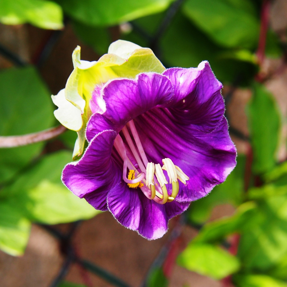 Buy Cobaea Violet (Cup And Saucer Plant ) at jparkers.co.uk