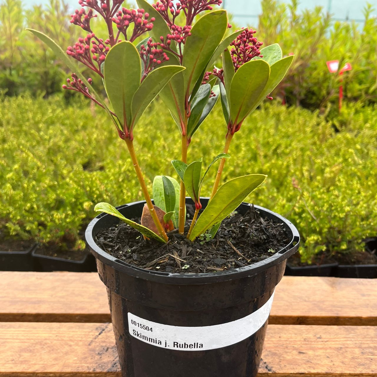 Buy premium-quality Skimmia japonica Rubella from Dutch Bulbs
