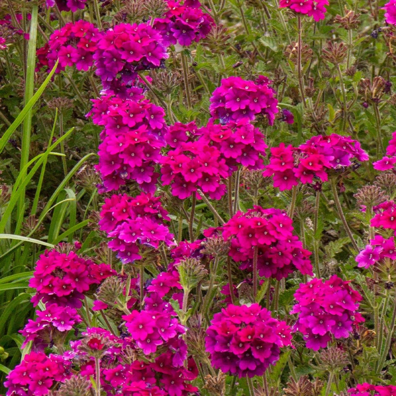 Buy premium-quality Verbena canadensis Homestead Purple from Dutch Bulbs
