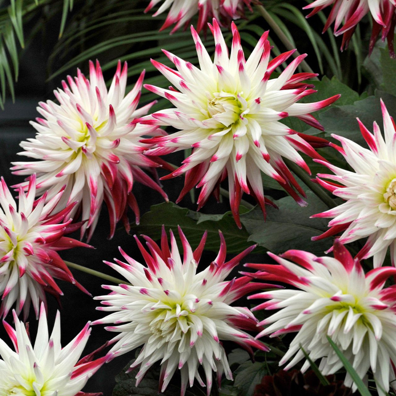 Dahlia Dutch Explosion - J Parker Dutch Bulbs (Wholesale) Ltd. (B2B)