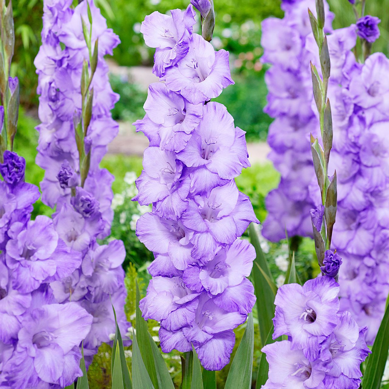 Buy premium-quality Gladiolus 'Milka' from Dutch Bulbs