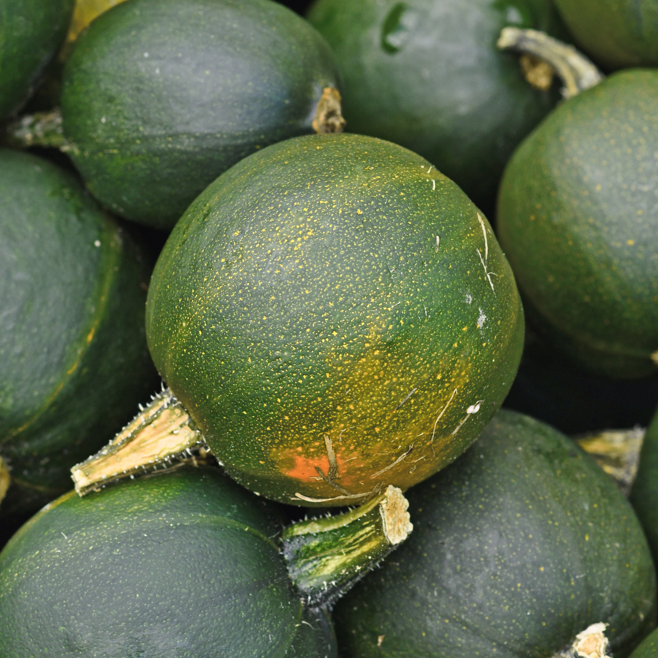 Buy premium-quality Squash Little Gem from Dutch Bulbs
