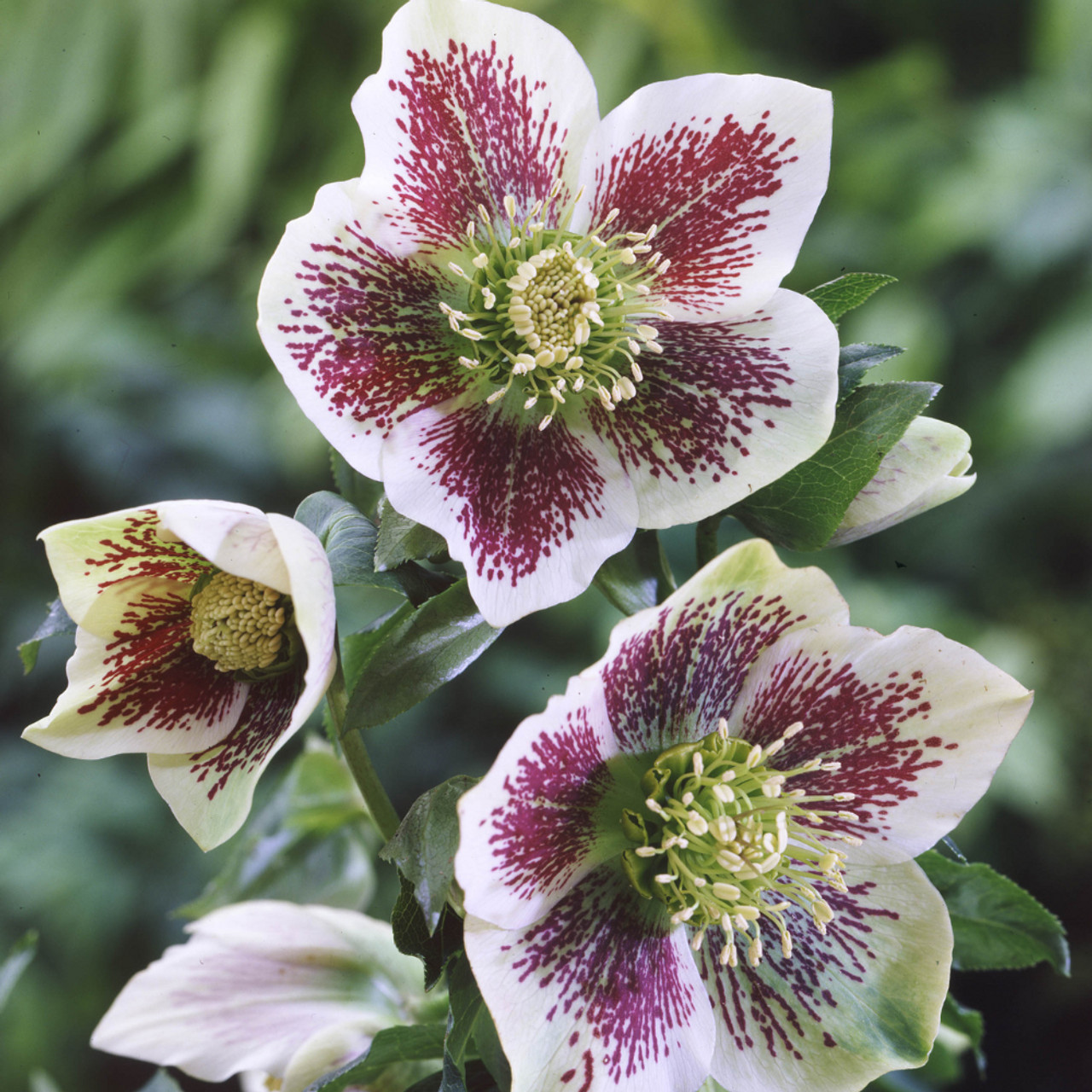 Buy premium-quality Helleborus Single White from Dutch Bulbs
