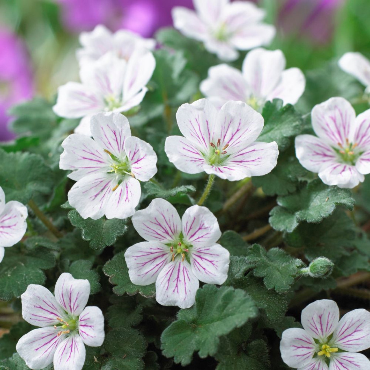 Erodium Bishops White | J Parker Dutch Bulbs